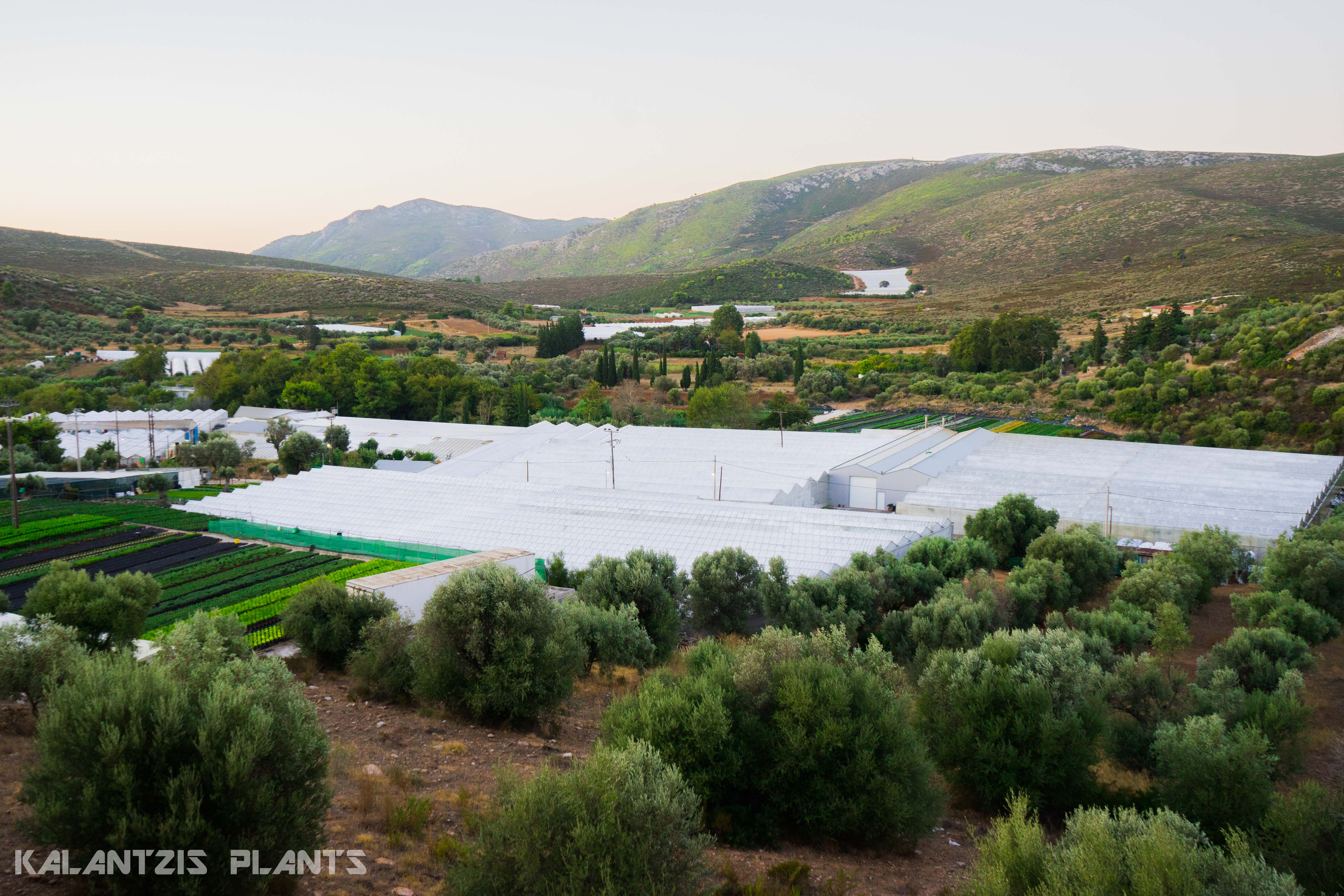 Kalantzis-background-picture – Kalantzis Fyta