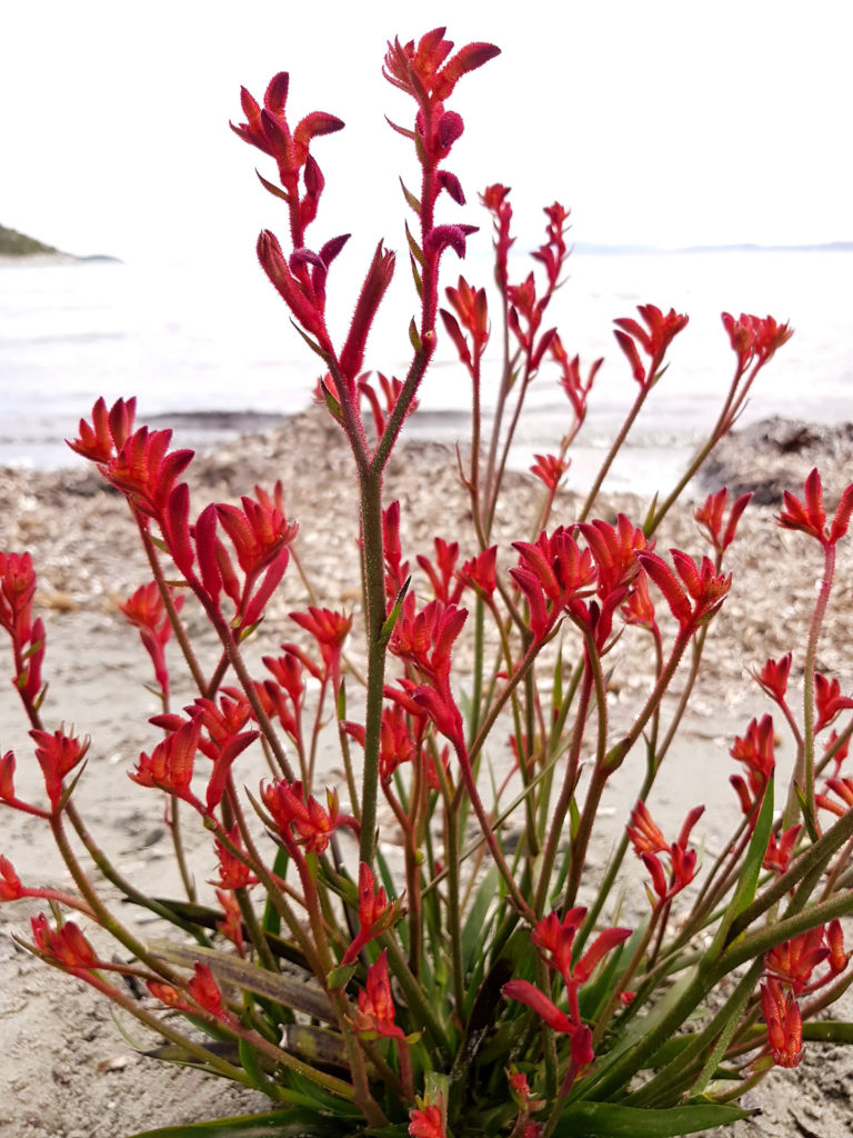 Inspiration – Kalantzis Fyta