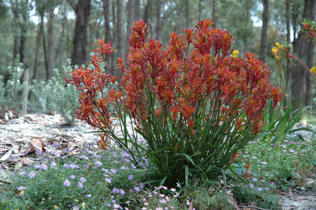 Inspiration – Kalantzis Fyta