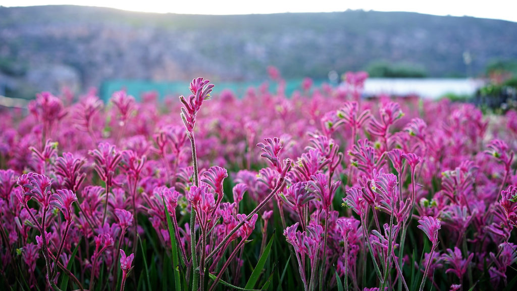 Inspiration – Kalantzis Fyta