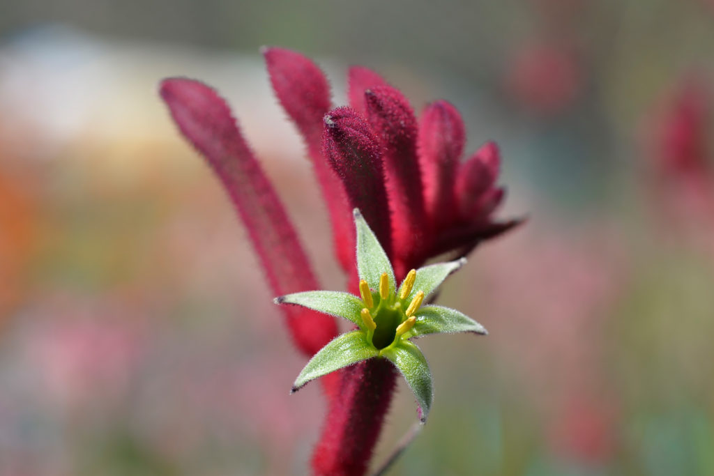 Inspiration – Kalantzis Fyta