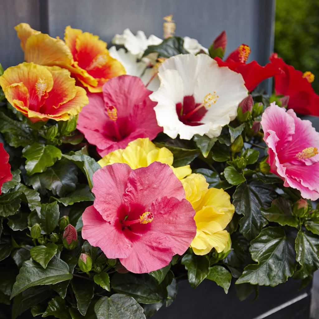 Products – Kalantzis Fyta