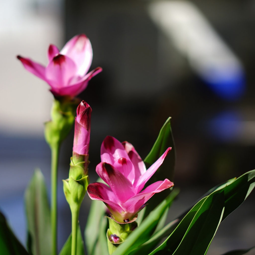 Products – Kalantzis Fyta