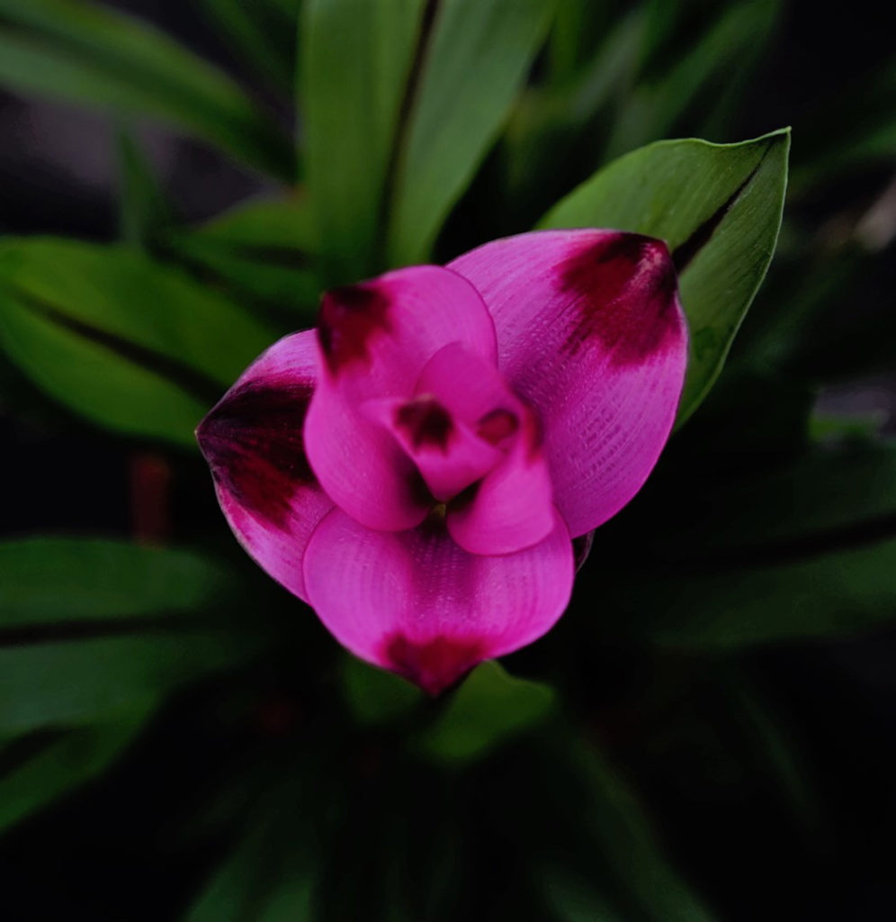 Inspiration – Kalantzis Fyta