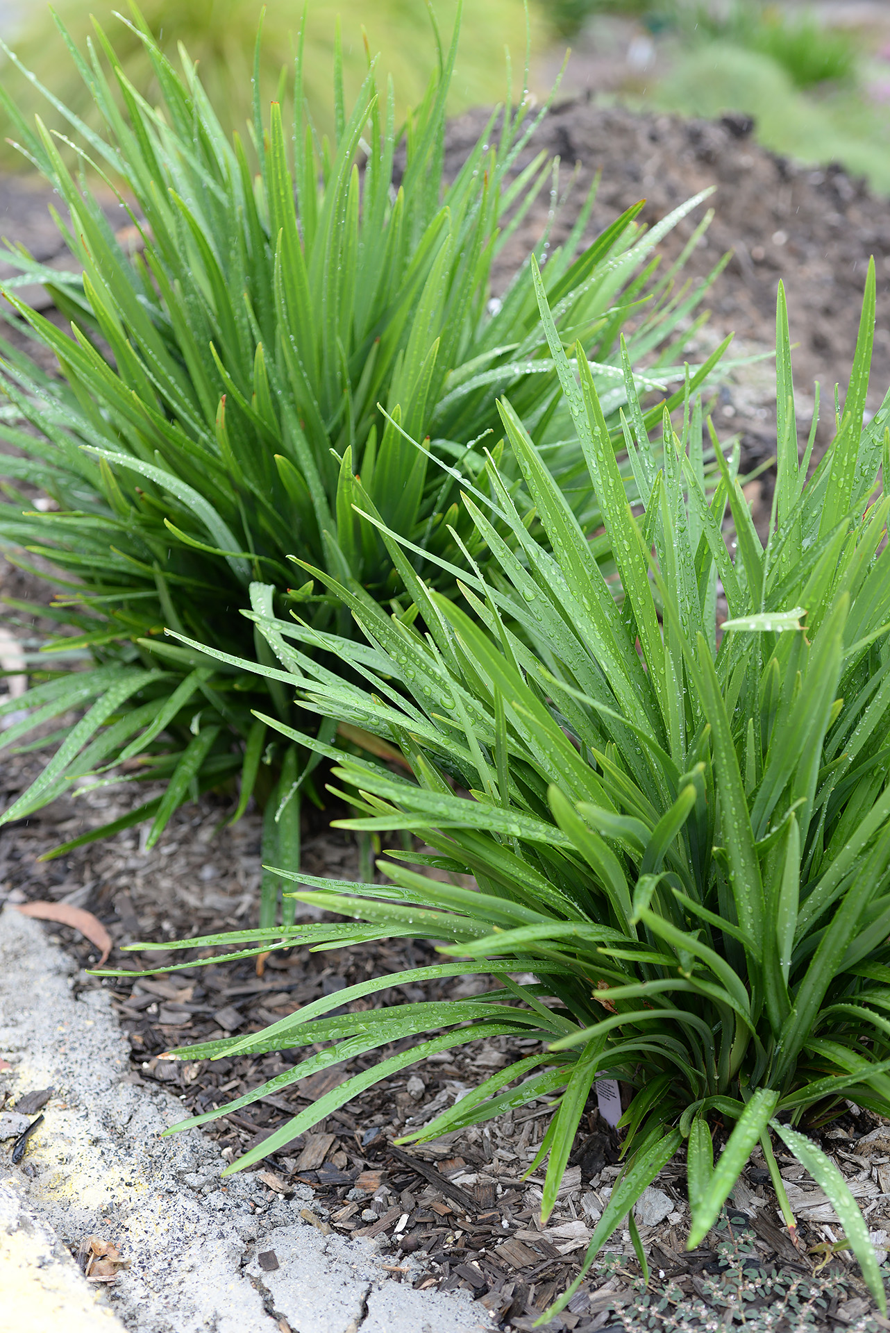 Dianella – Kalantzis Fyta