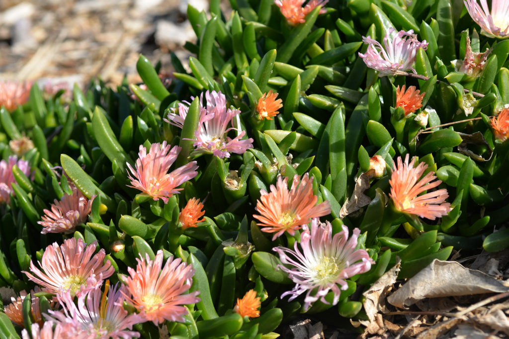 Inspiration – Kalantzis Fyta