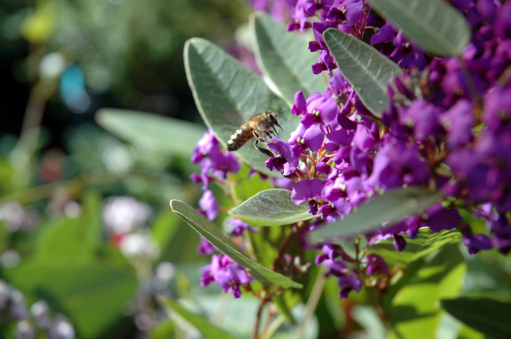 Products – Kalantzis Fyta