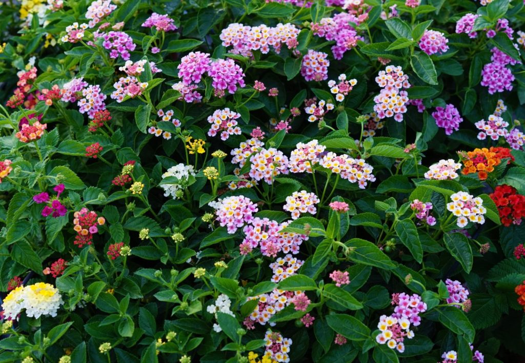 Products – Kalantzis Fyta