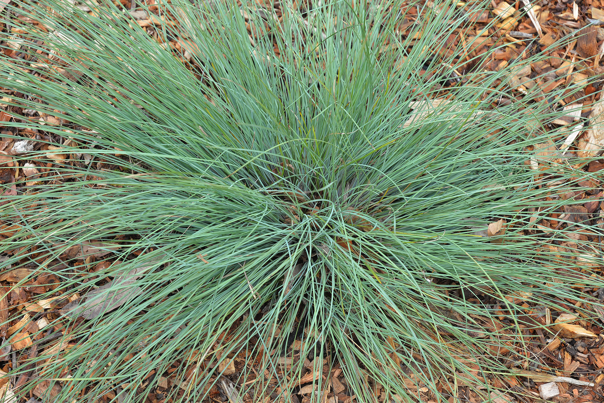 Lomandra – Kalantzis Fyta