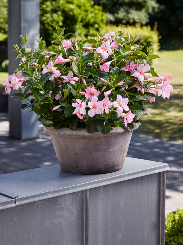 Inspiration – Kalantzis Fyta