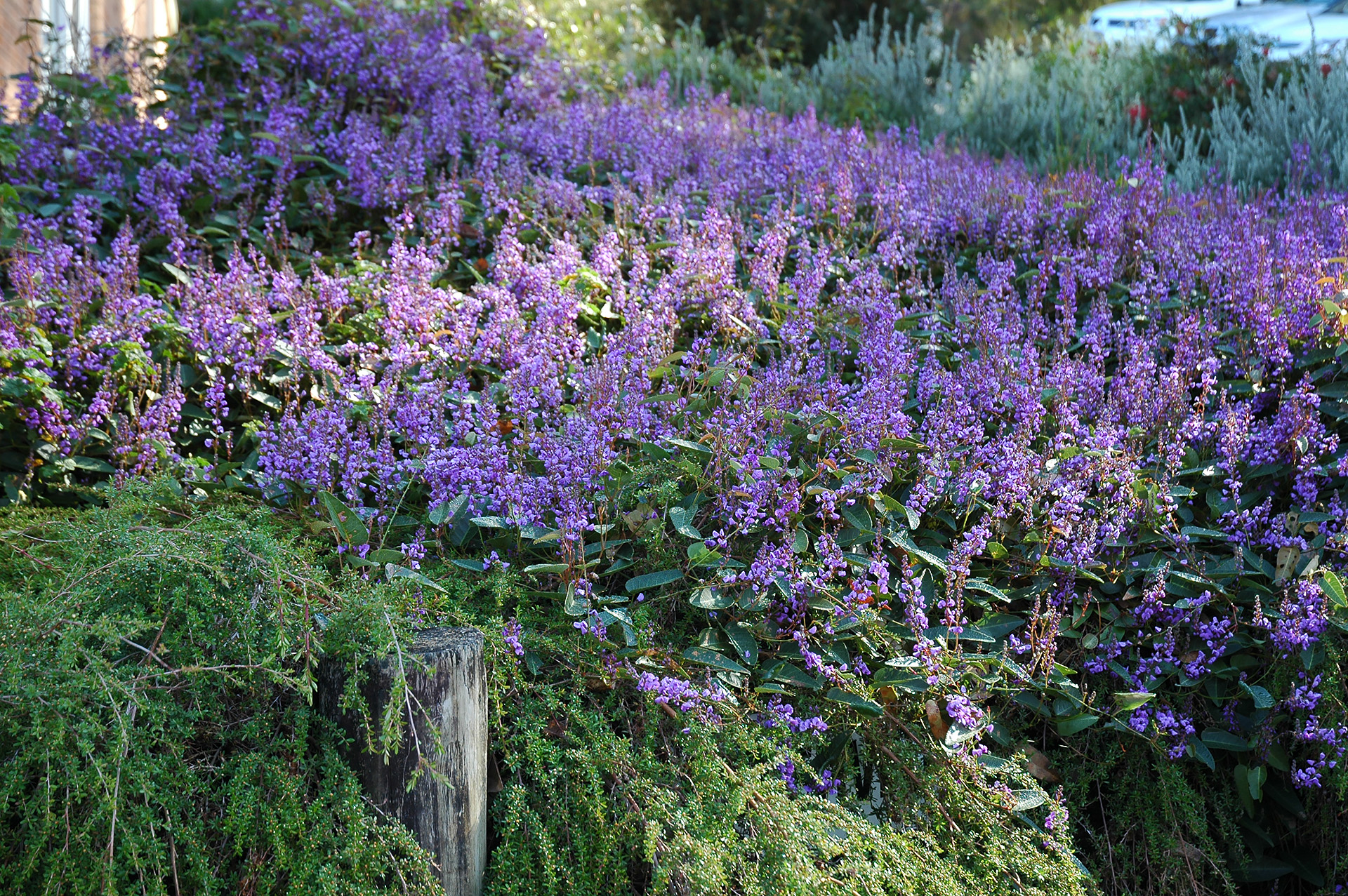 Hardenbergia – Kalantzis Fyta